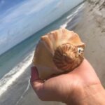 Private Shell Key Island Adventure Dolphins And Shells - Who Should Consider This Tour?