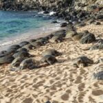 Private Shore Excursion: Best Highlights of Maui - In-Depth Look at the Itinerary