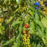 Private Shore Excursion Kona Coffee & National Historic Park - Practical Details and Value