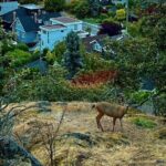 Private Sightseeing Tour in Victoria Canada - The Sum Up