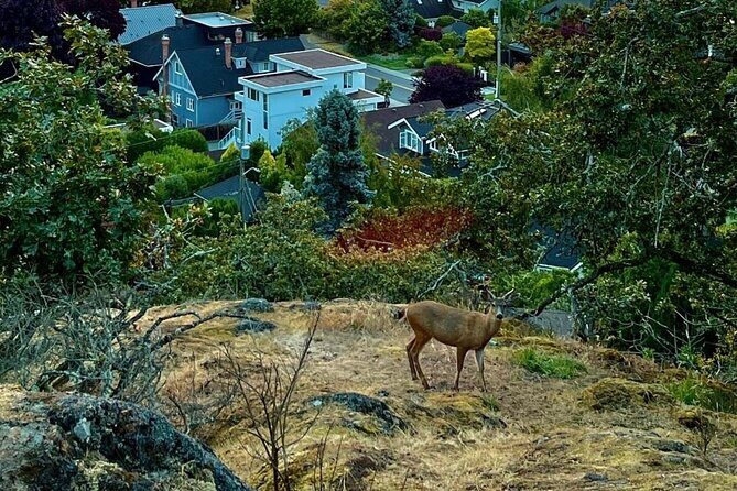 Private Sightseeing Tour in Victoria Canada - The Sum Up