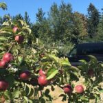Private Small Group Local Wine, Cider Tasting, Central Saanich - The Practicalities