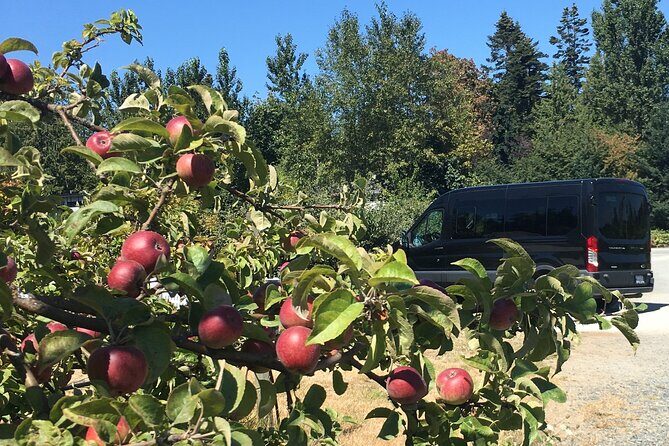 Private Small Group Local Wine, Cider Tasting, Central Saanich - The Practicalities