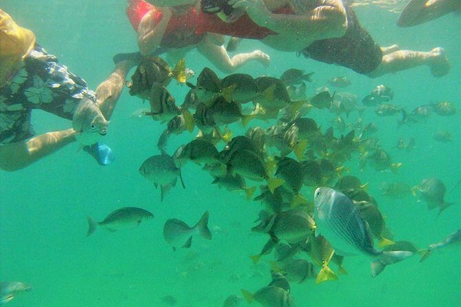 Private Snorkel Cruise in Cabo San Lucas - The Itinerary and What to Expect