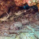 Private Snorkeling Activity in Key Largo - What’s Included and What’s Not