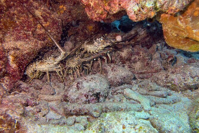 Private Snorkeling Activity in Key Largo - What’s Included and What’s Not