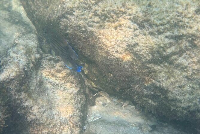 Private Snorkeling Excursion - FAQs
