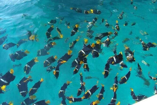 Private Snorkeling Tour to Los Arcos - FAQ