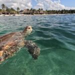 Private Snorkeling with Sea Turtles in Akumal Beach - The Guide and Service Quality