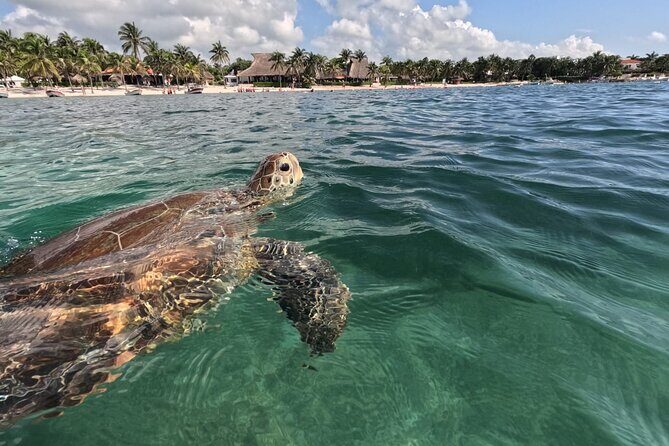 Private Snorkeling with Sea Turtles in Akumal Beach - The Guide and Service Quality