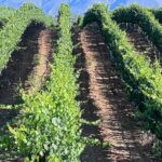 Private Temecula Wine Tour from Canyon Lake - What’s Included and What’s Not