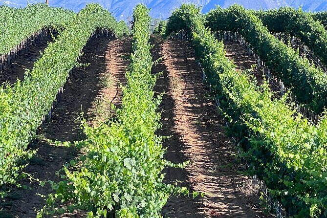 Private Temecula Wine Tour from Canyon Lake - What’s Included and What’s Not