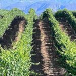 Private Temecula Wine Tour from Del Mar - A Relaxed Lunch in the Vineyard