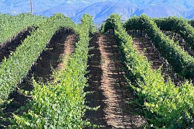 Private Temecula Wine Tour from Del Mar - A Relaxed Lunch in the Vineyard