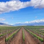 Private Temecula Wine Tour from Escondido - What’s Included and What You Should Prepare For