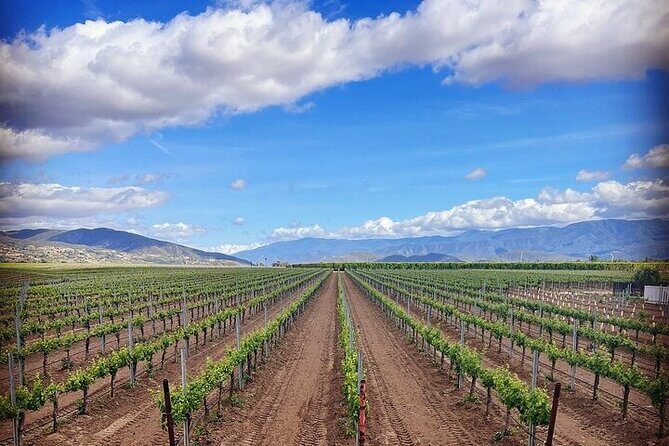 Private Temecula Wine Tour from Escondido - What’s Included and What You Should Prepare For