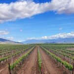 Private Temecula Wine Tour from Pacific Beach - Who Will Love This Tour?