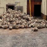 Private Tequila Tour - Who Should Consider This Tour?