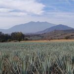 PRIVATE Tequila Valleys Tour: Pyramids, Volcanoes, Agaves&Tequila - Final Thoughts
