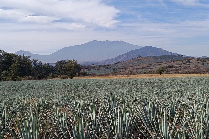 PRIVATE Tequila Valleys Tour: Pyramids, Volcanoes, Agaves&Tequila - Final Thoughts