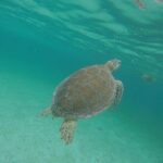 Private Tour: Akumal Marine Turtle Snorkeling and Cenote Adventure - Second Stop: Cenote Azul