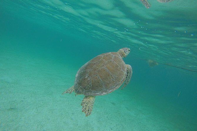Private Tour: Akumal Marine Turtle Snorkeling and Cenote Adventure - Second Stop: Cenote Azul