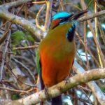 Private Tour: Birdwatching from Cancun - The Importance of the Guide and Transportation