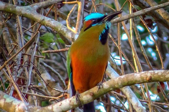 Private Tour: Birdwatching from Cancun - The Importance of the Guide and Transportation