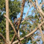 Private Tour: Birdwatching Playa del Carmen - The Value for Your Money