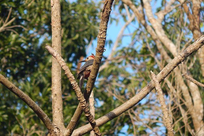 Private Tour: Birdwatching Playa del Carmen - The Value for Your Money