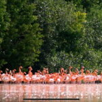 Private Tour Celestun Flamingo Watching and Beach - Analyzing the Tour’s Value