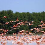 Private Tour Celestun Flamingo Watching and Beach - FAQ