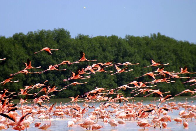Private Tour Celestun Flamingo Watching and Beach - FAQ