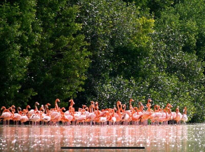 Private Tour Celestun Flamingo Watching and Beach - Analyzing the Tour’s Value
