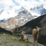 Private Tour: Majestic Mountains PHOTO SAFARI Drive - 4H - Key Points