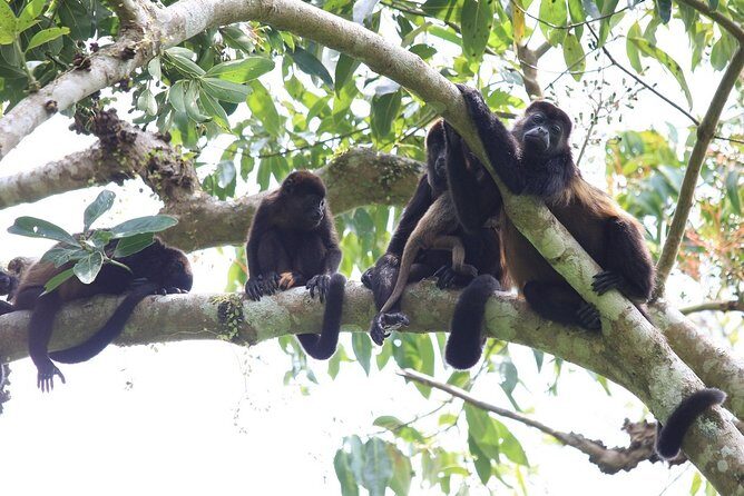 Private Tour Punta Laguna Monkey Sanctuary Zip Line - Practical Details: What to Expect and How to Prepare