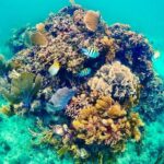 Private Tour Reefs and Corals Puerto Morelos Snorkel Lunch - What Does This Tour Mean for You?
