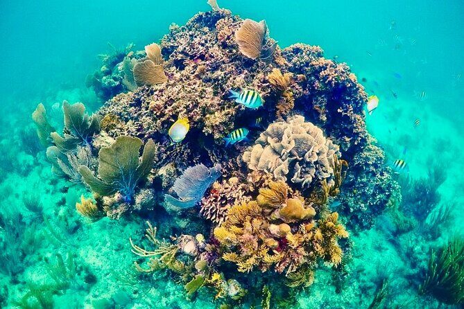 Private Tour Reefs and Corals Puerto Morelos Snorkel Lunch - What Does This Tour Mean for You?