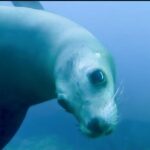 Private Tour to Isla Espiritu Santo and snorkel with sea lions - What’s Included and What’s Not