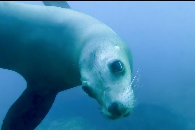 Private Tour to Isla Espiritu Santo and snorkel with sea lions - What’s Included and What’s Not