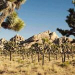 Private tour to Joshua Tree National park from Los Angeles - The Benefits of a Private Tour