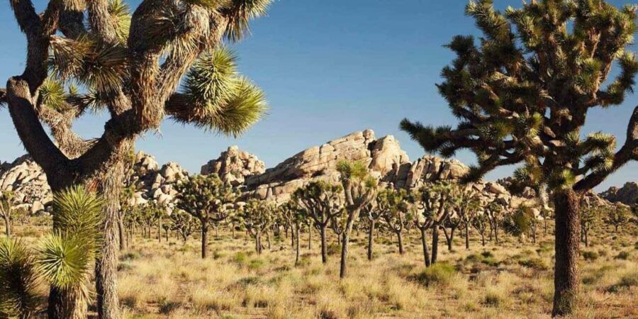 Private tour to Joshua Tree National park from Los Angeles - The Benefits of a Private Tour