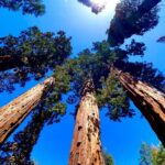 Private Tour to Sequoia and Kings Canyon National Parks - Who is This Tour Best For?
