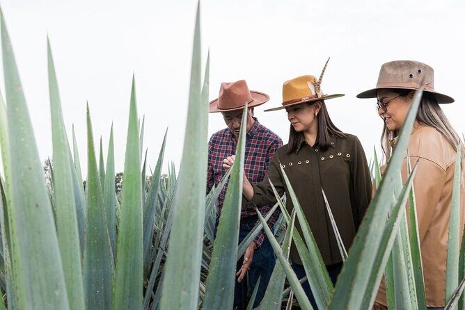 Private Tour to Tequila Ocho Distillery and the Town of Arandas - The Exclusive Tasting of Tequila Ocho