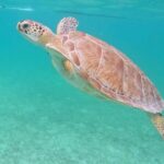 Private Tour: Turtle Swim & Underground Cenote - Why This Tour Is a Great Choice