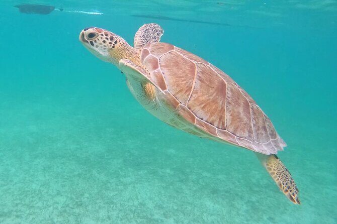 Private Tour: Turtle Swim & Underground Cenote - Why This Tour Is a Great Choice