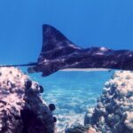 Private Tours Beach Entry - Sea Scooters Guided with videos - Who Will Love This Tour?