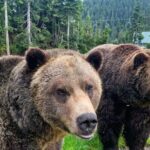 Private Transportation to Capilano Suspension Bridge Park - Who Will Love This Tour?