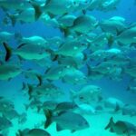 Private Tulum Ruins, Turtles in Akumal and Cenote Adventure - Snorkeling with Sea Turtles at Akumal Beach