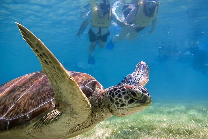 Private Turtle Discovery in Akumal - Why the Price Reflects Value